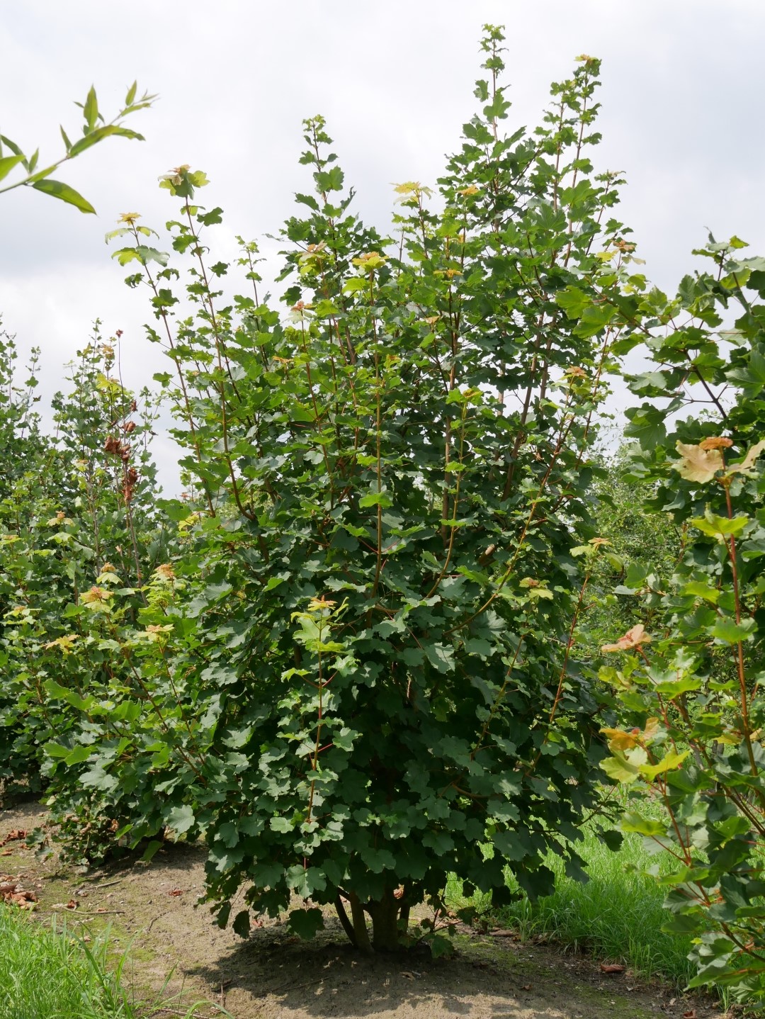 Acer opalus | Sapindaceae - Van den Berk Nurseries